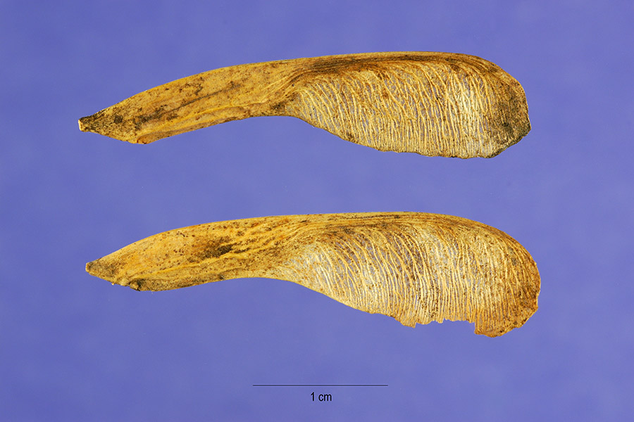 USDA Plants Database