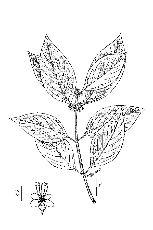 USDA Plants Database