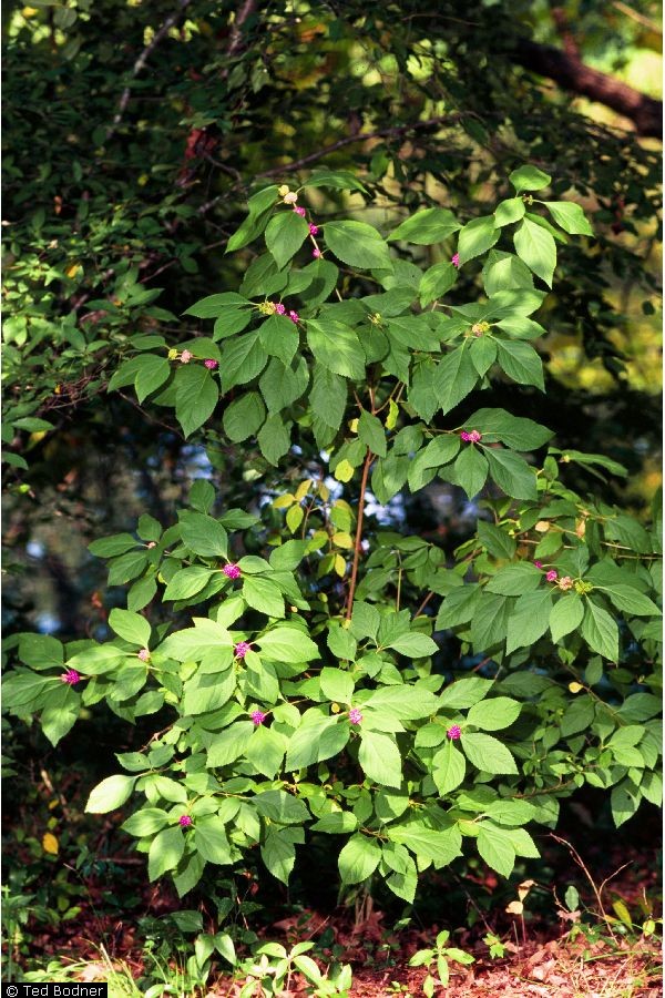 USDA Plants Database