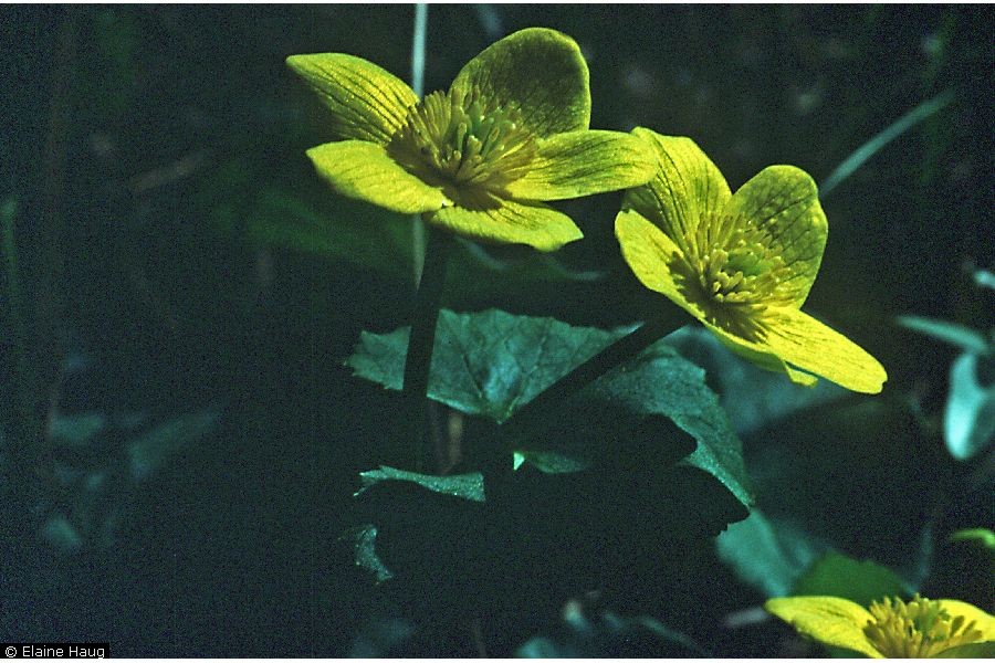 USDA Plants Database