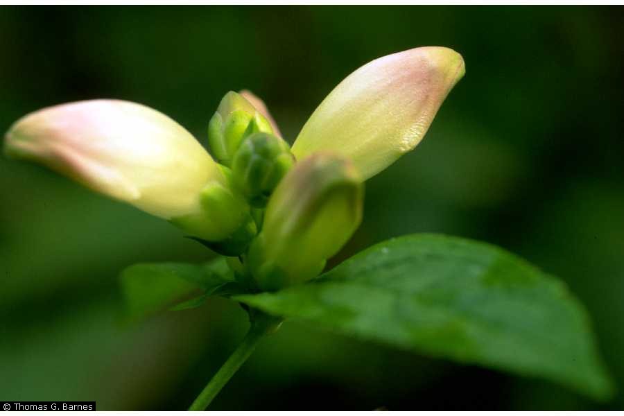 USDA Plants Database