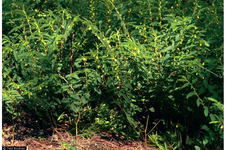 USDA Plants Database