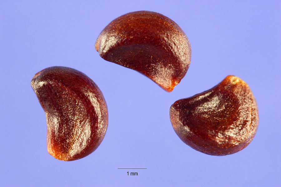 USDA Plants Database