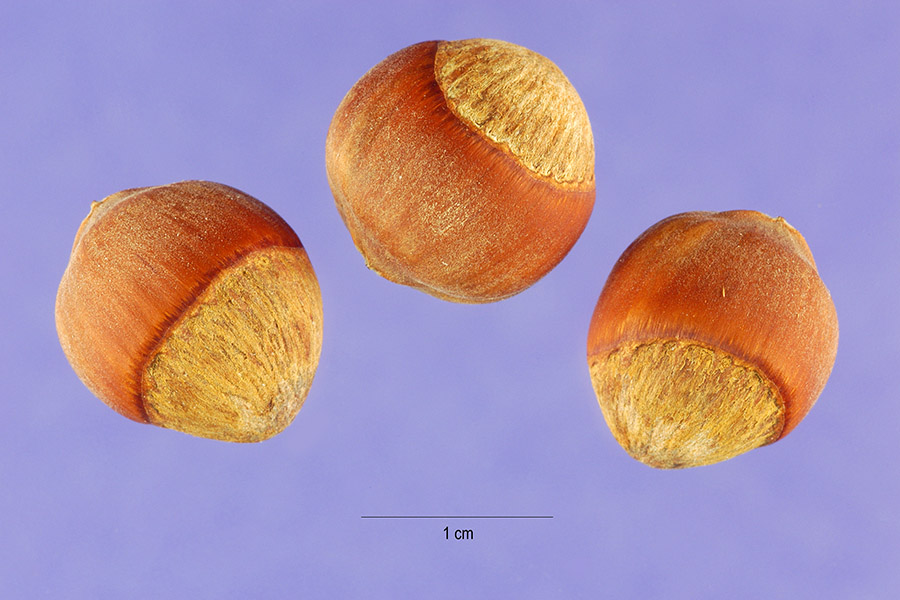 USDA Plants Database