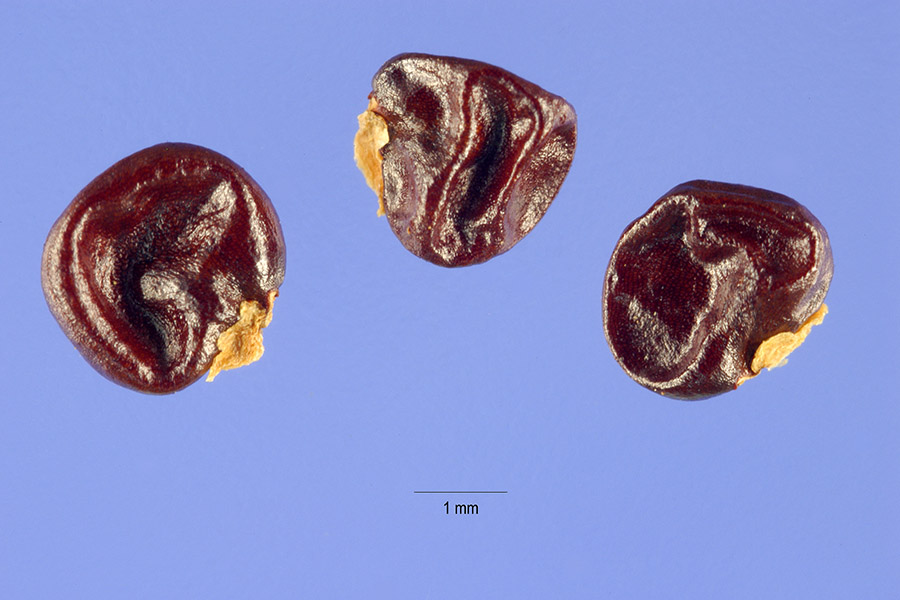 USDA Plants Database