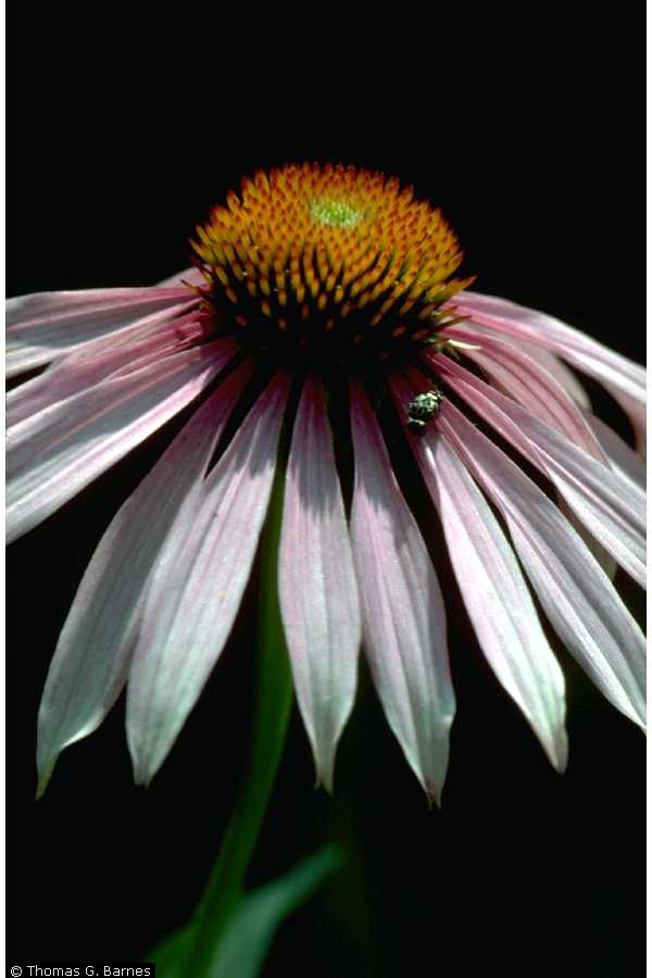 USDA Plants Database