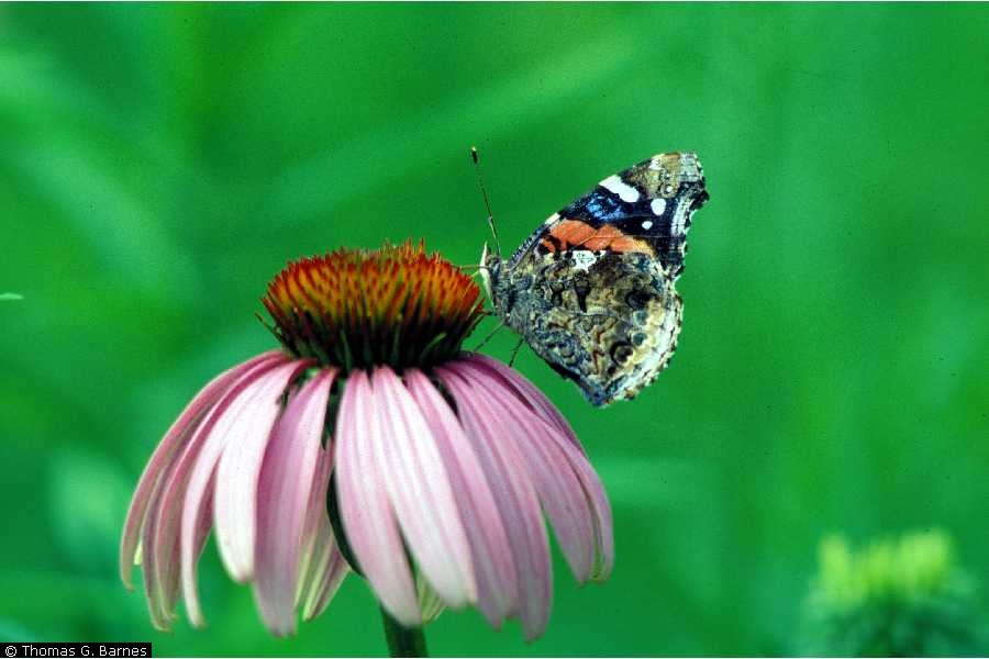 USDA Plants Database