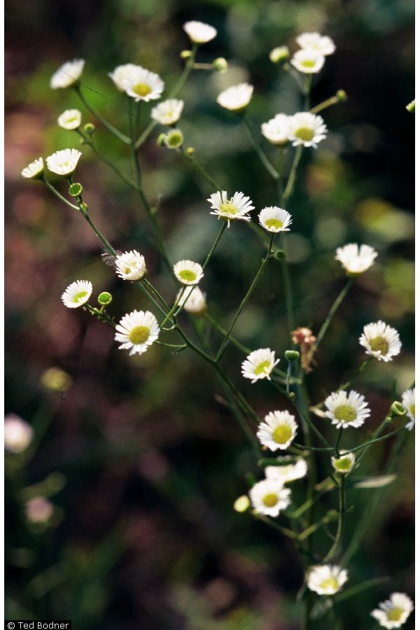 USDA Plants Database