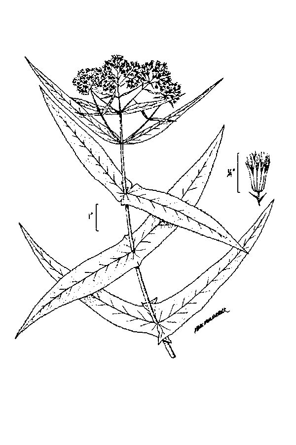 USDA Plants Database