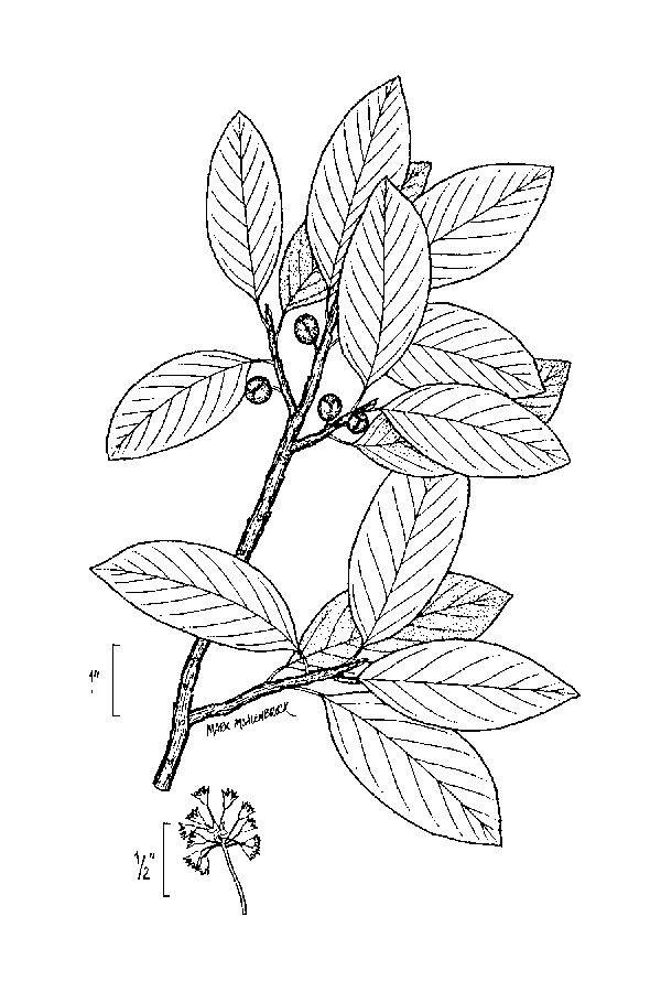 USDA Plants Database