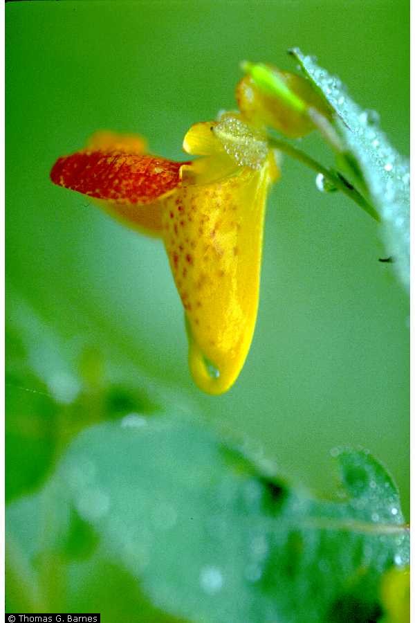 USDA Plants Database