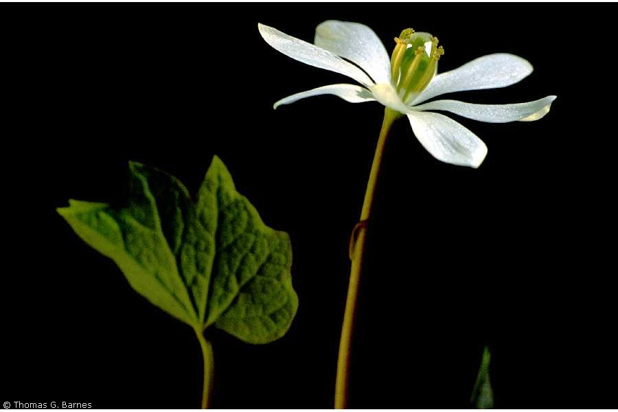 USDA Plants Database