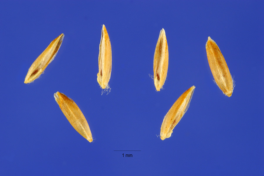 USDA Plants Database