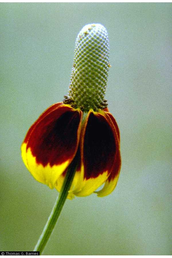 USDA Plants Database
