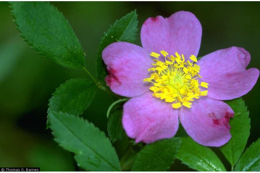 USDA Plants Database