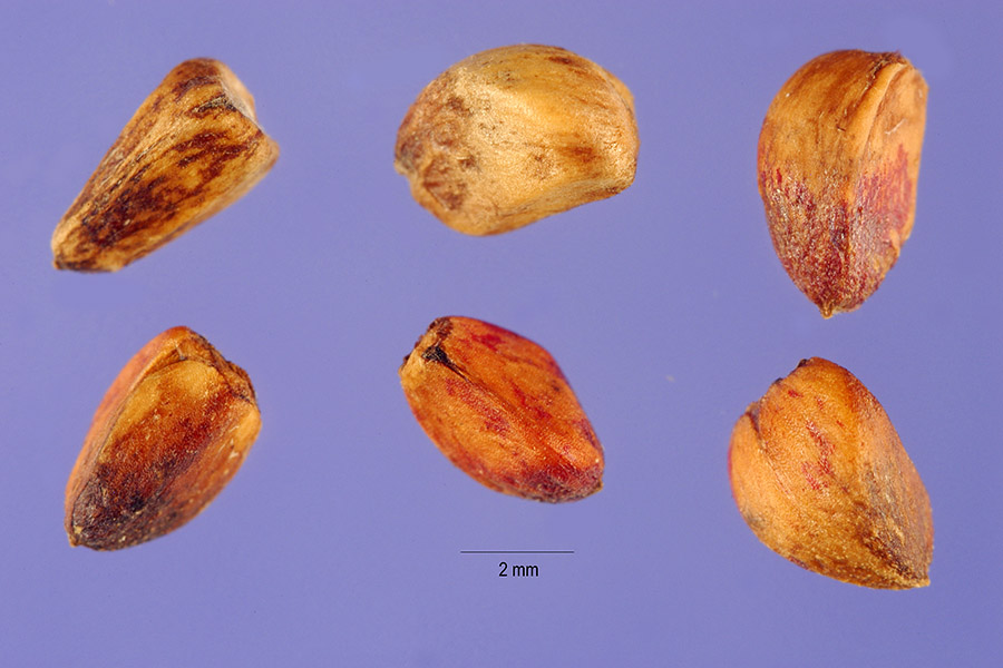 USDA Plants Database