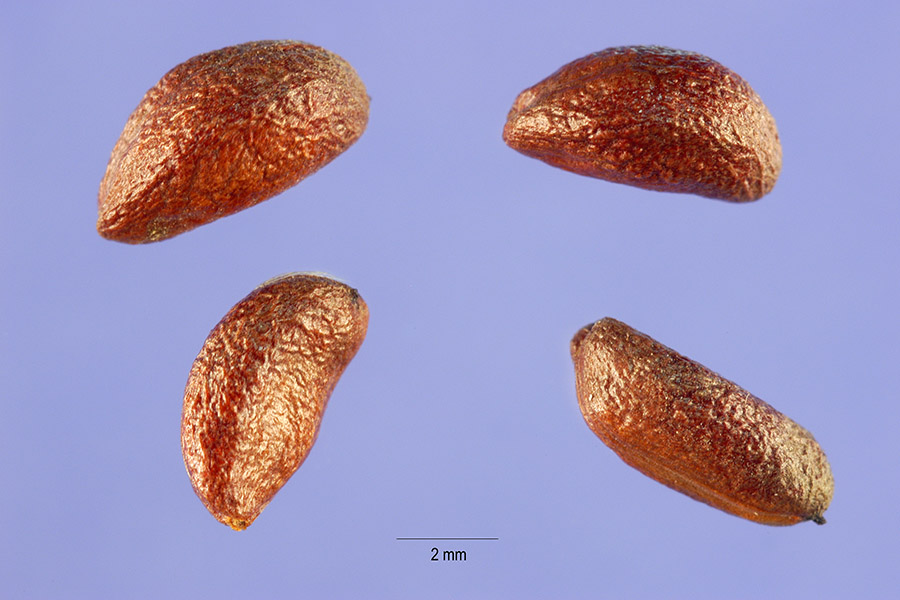 USDA Plants Database