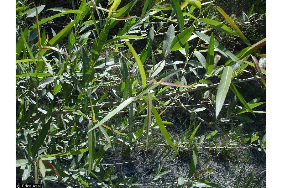 USDA Plants Database