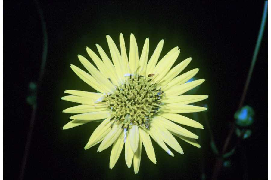 USDA Plants Database