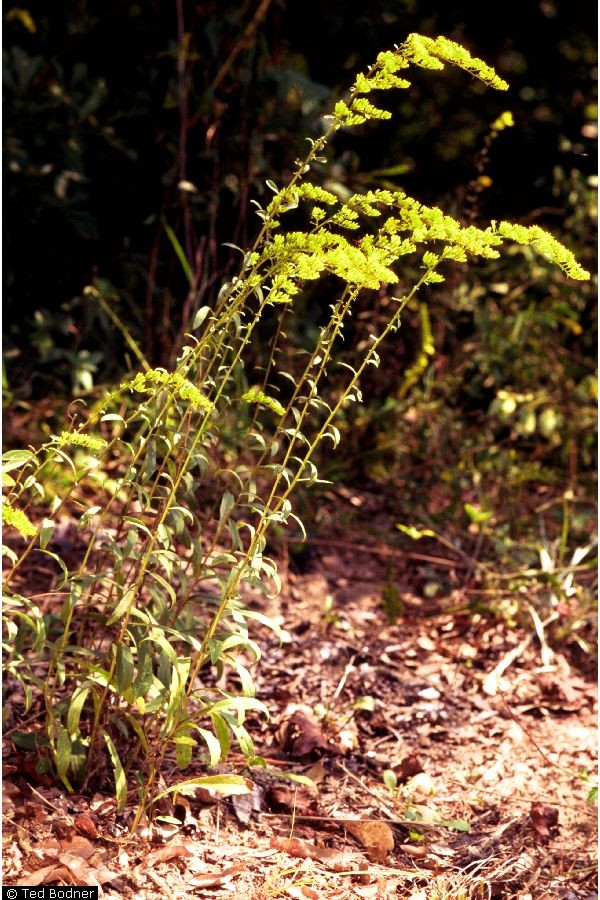 USDA Plants Database