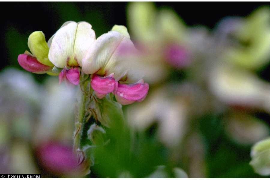 USDA Plants Database