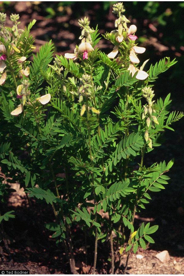 USDA Plants Database