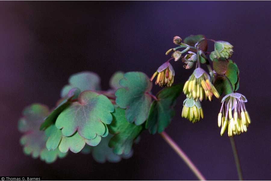 USDA Plants Database