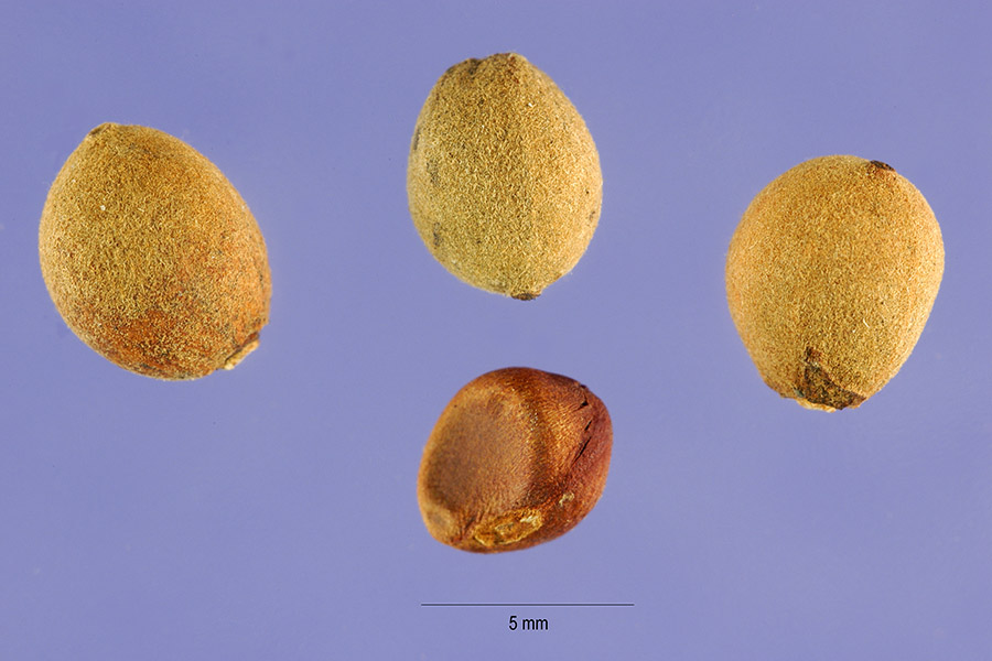 USDA Plants Database