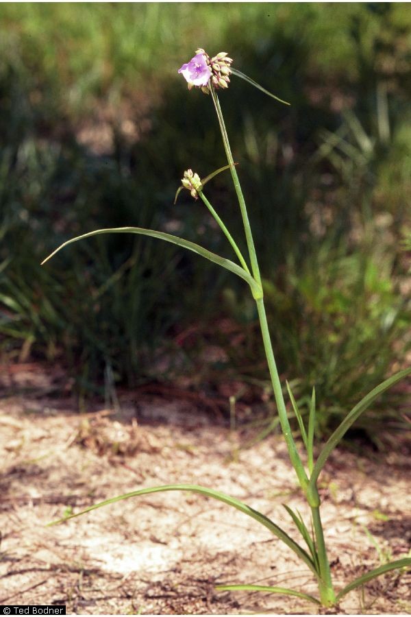 USDA Plants Database