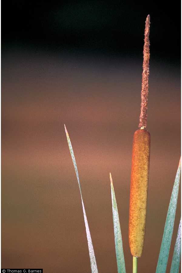 USDA Plants Database