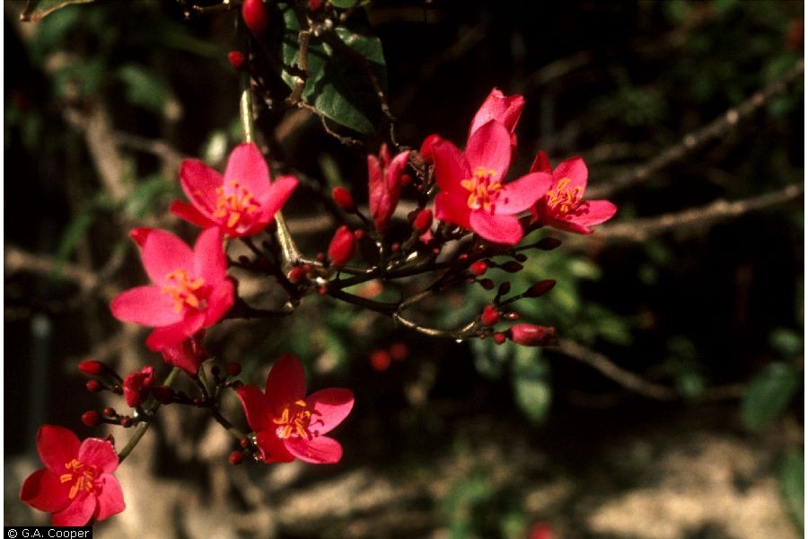 USDA Plants Database