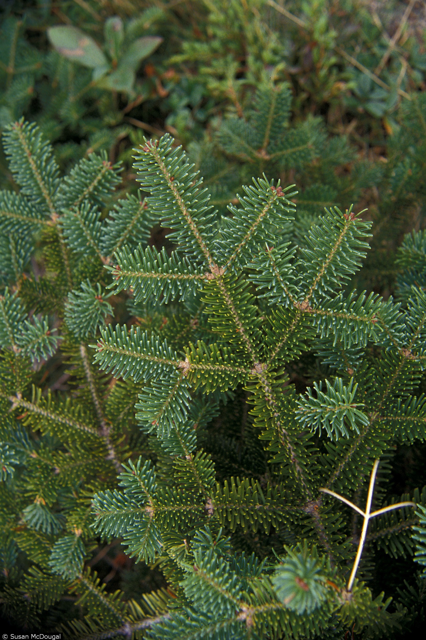 USDA Plants Database