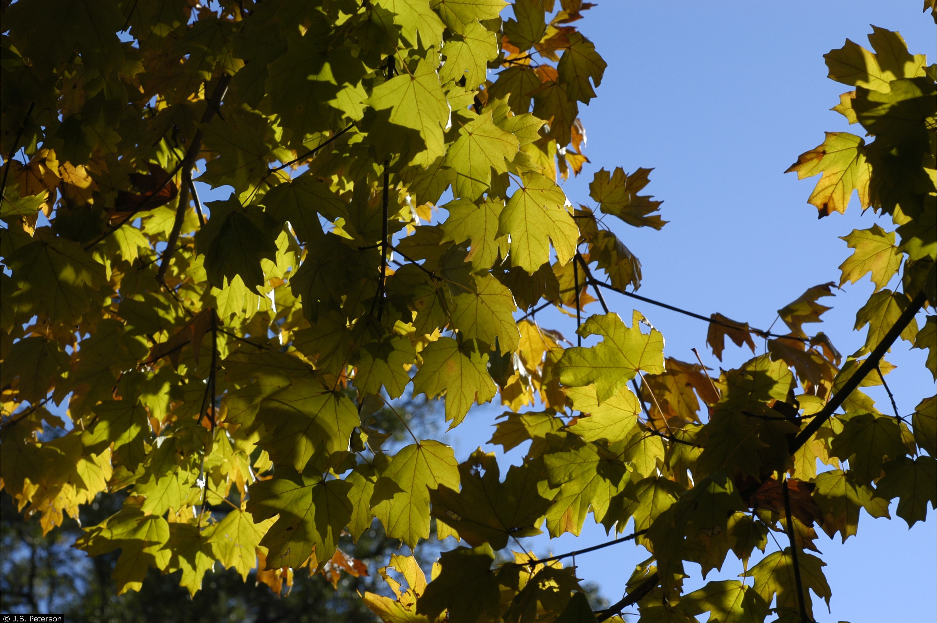 USDA Plants Database