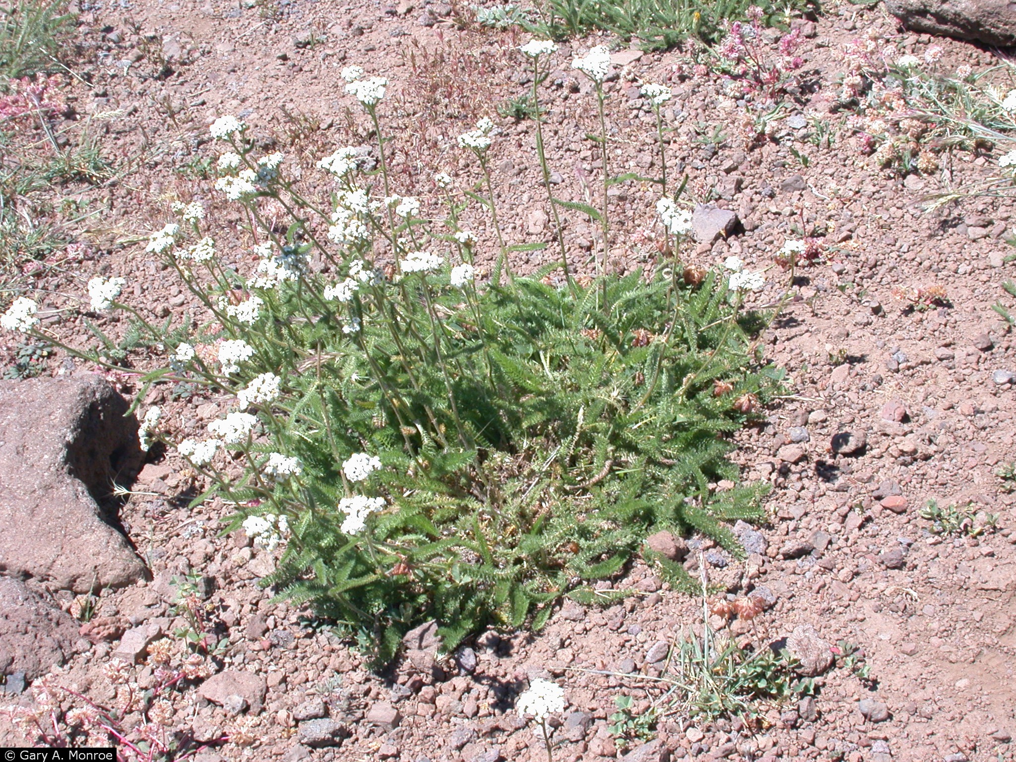 USDA Plants Database