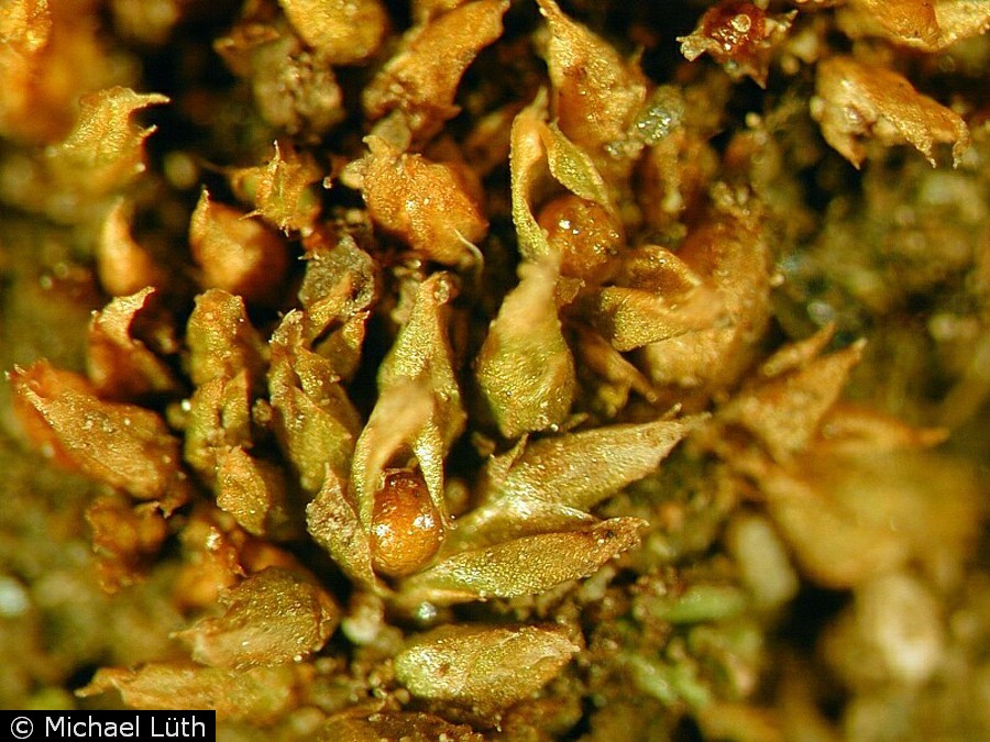USDA Plants Database