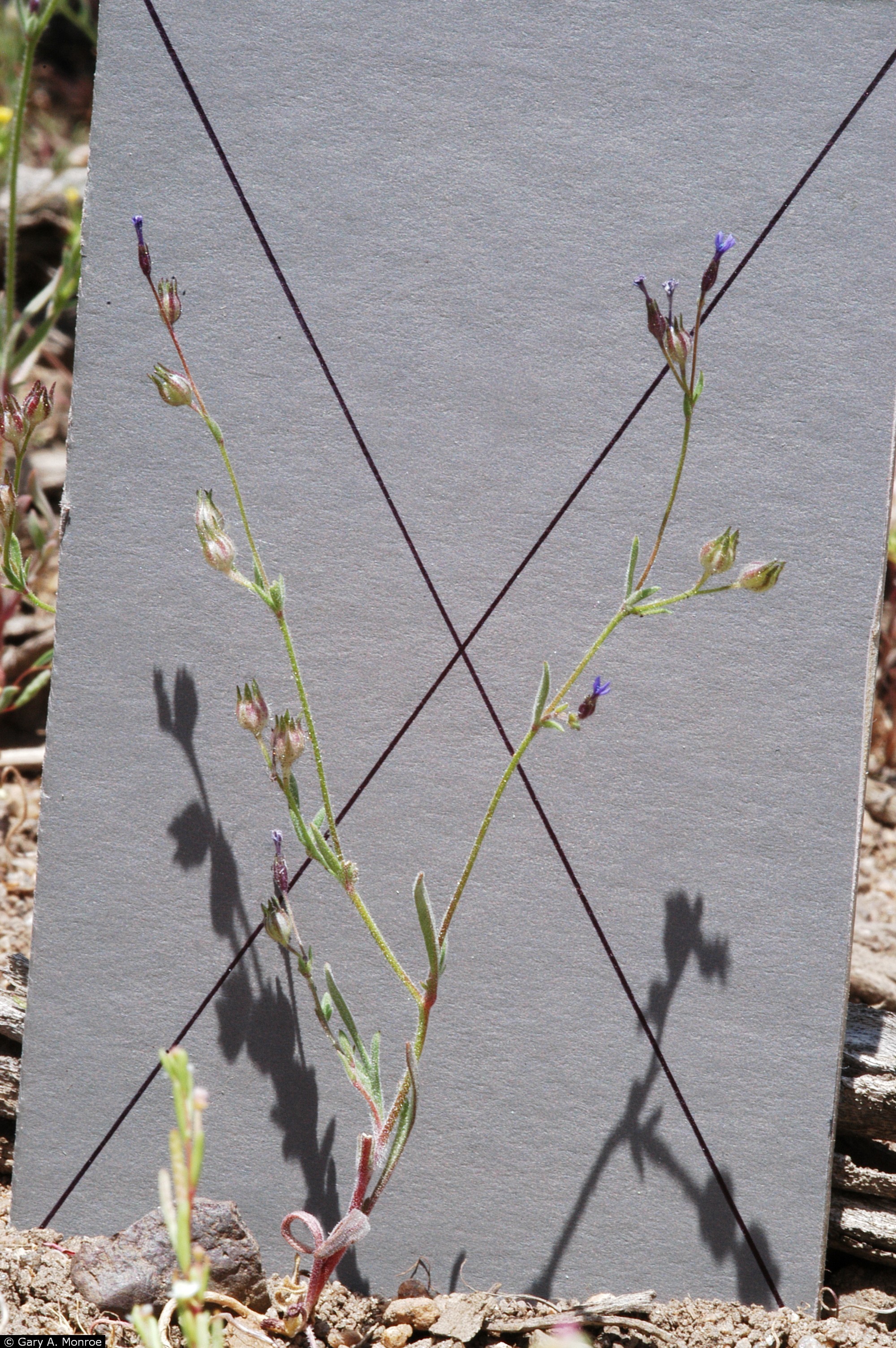 USDA Plants Database