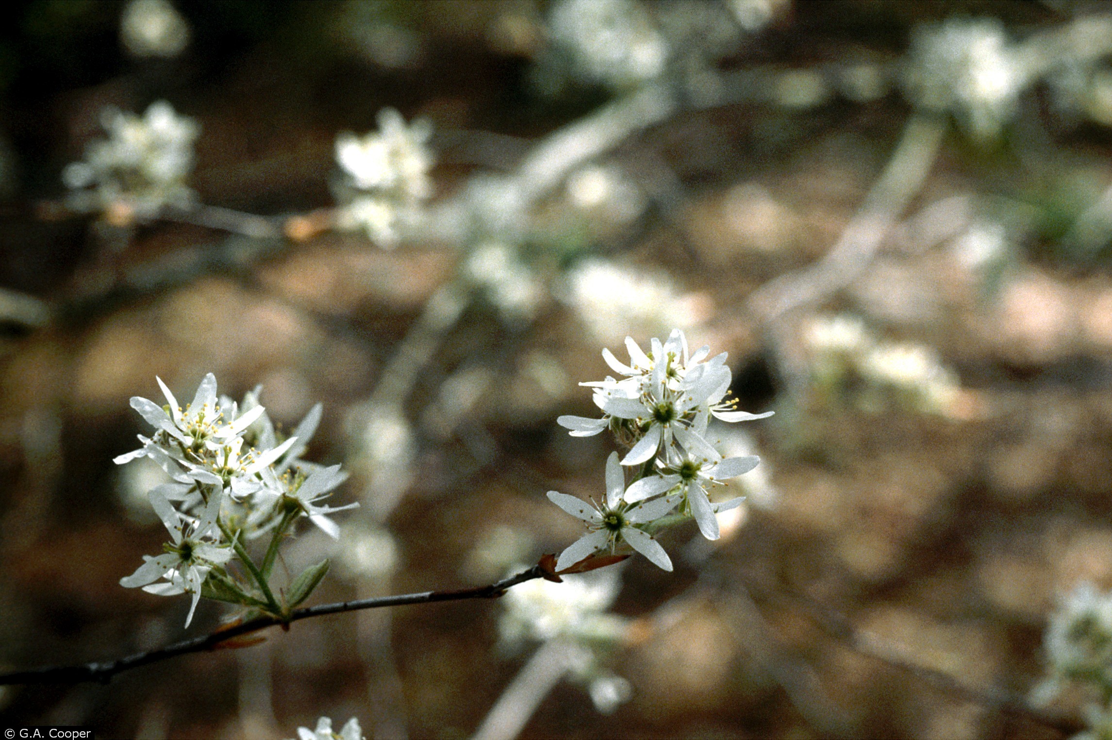 USDA Plants Database