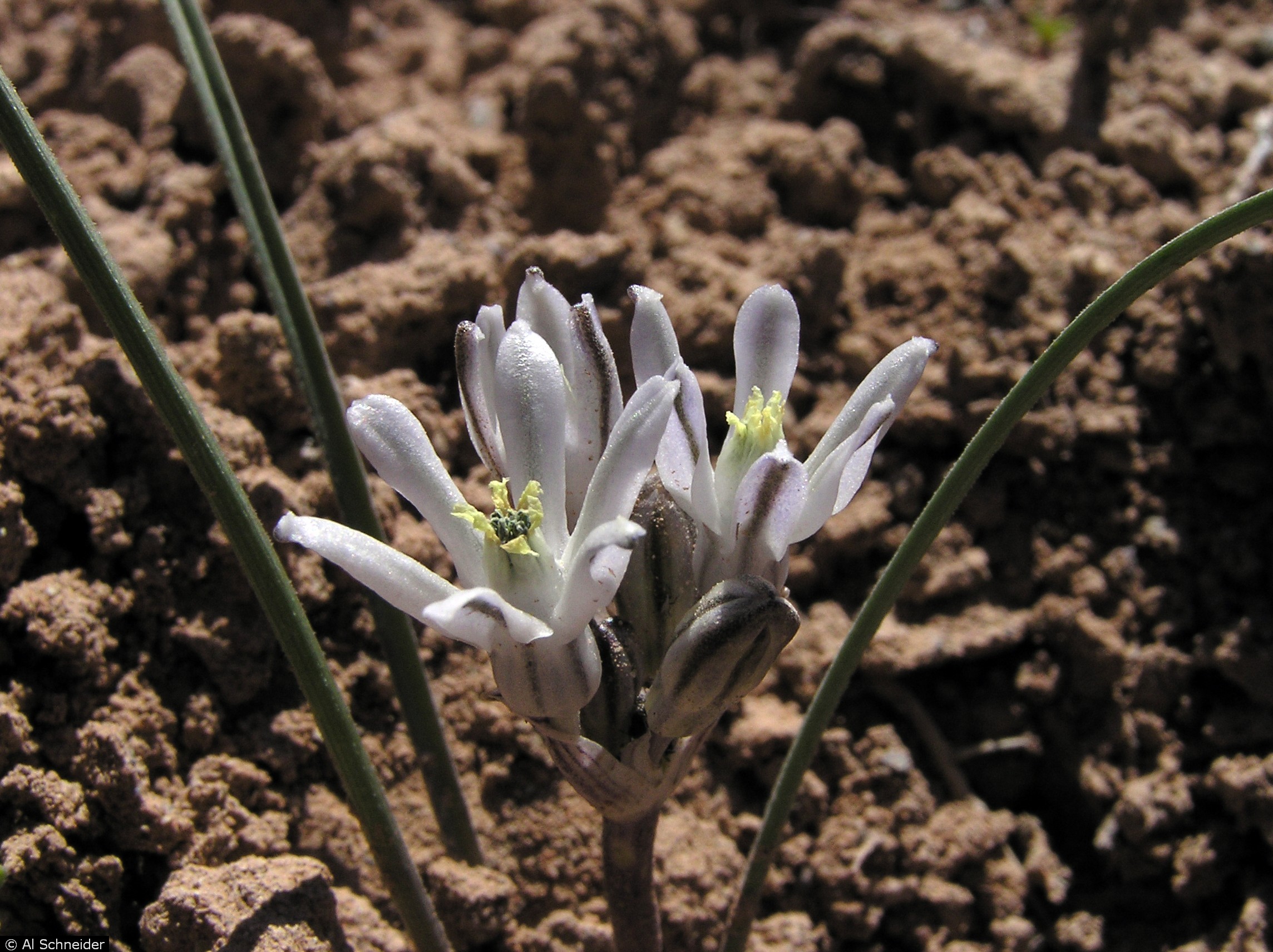 USDA Plants Database