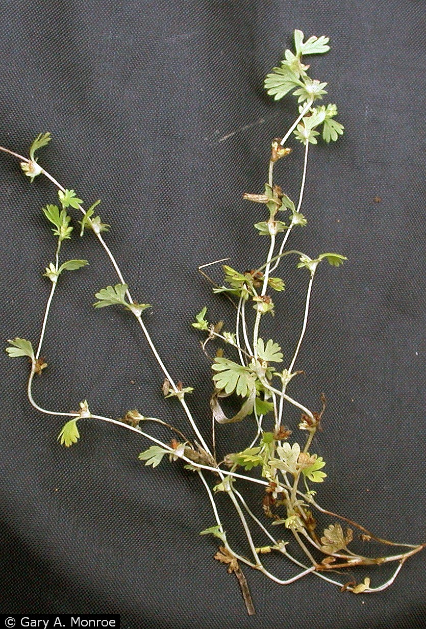 USDA Plants Database