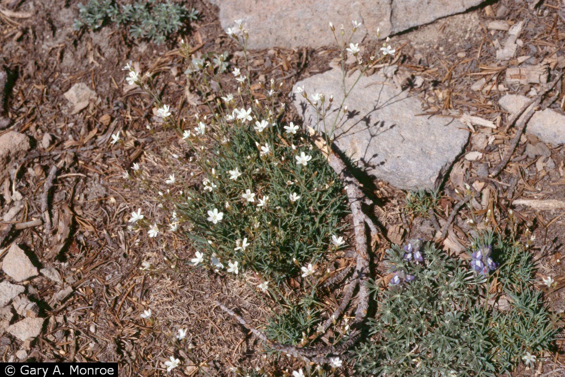 USDA Plants Database