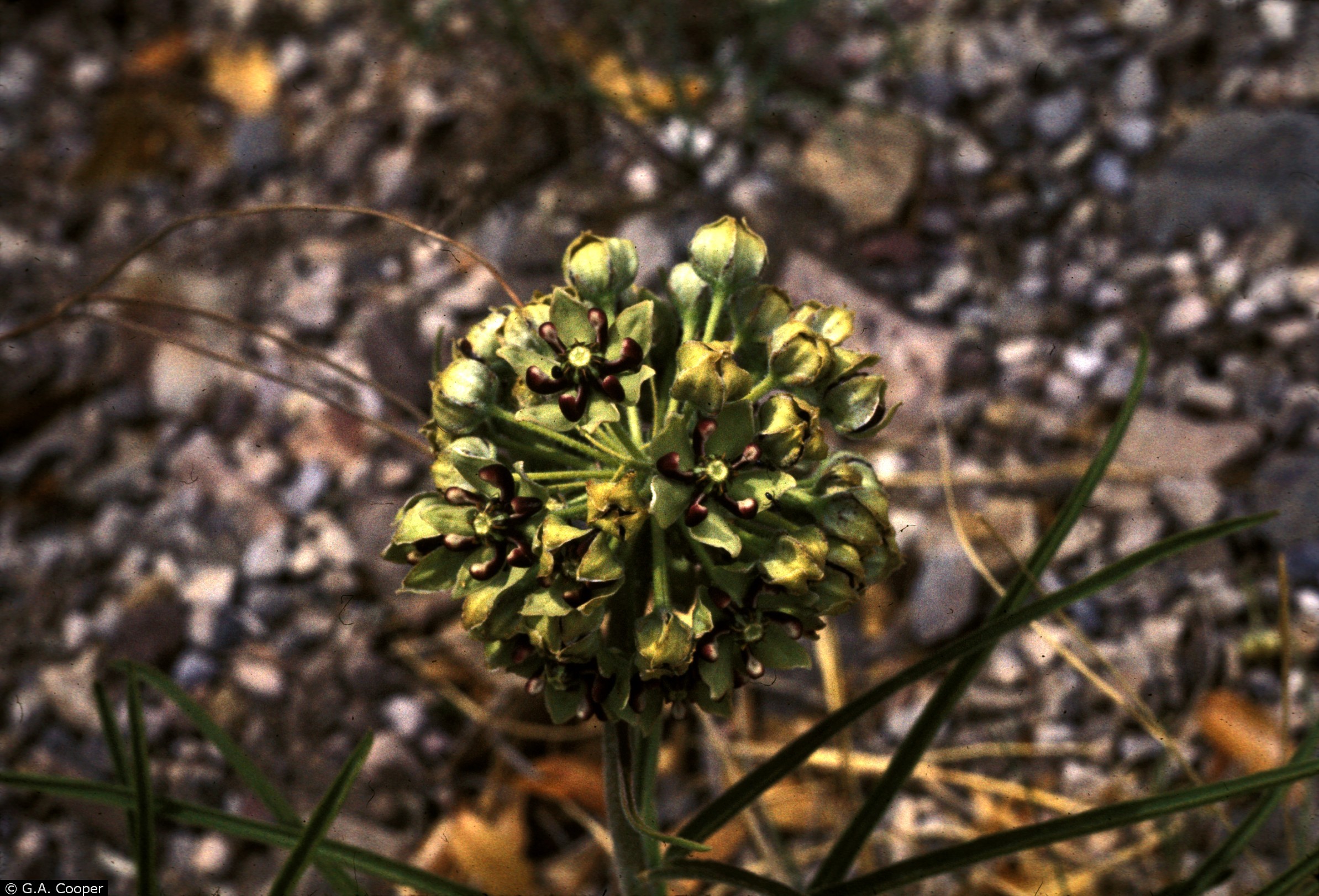 USDA Plants Database