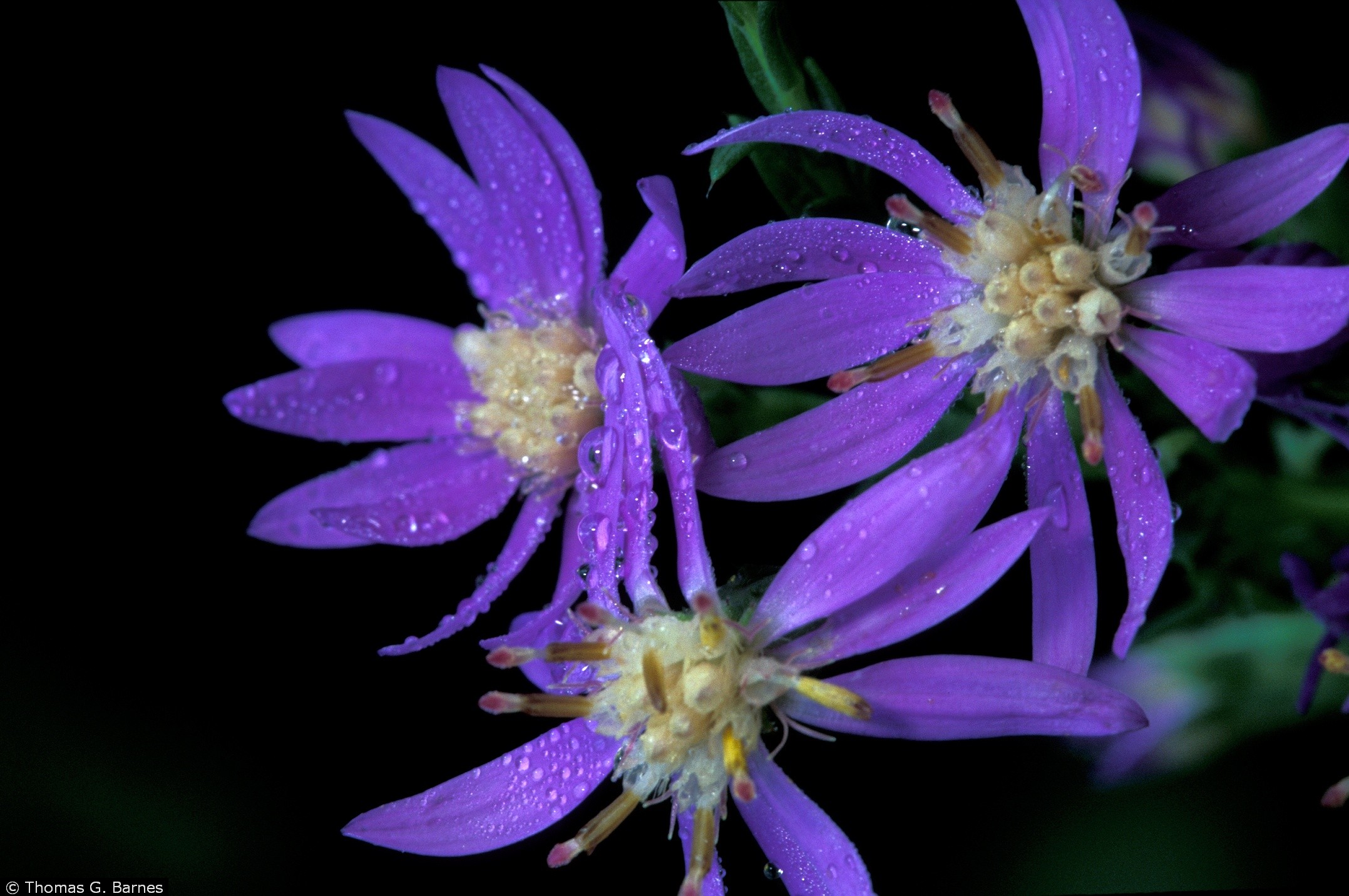 USDA Plants Database