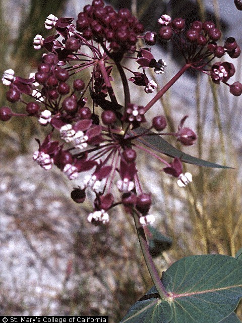 Asclepias Lanceolata Usda