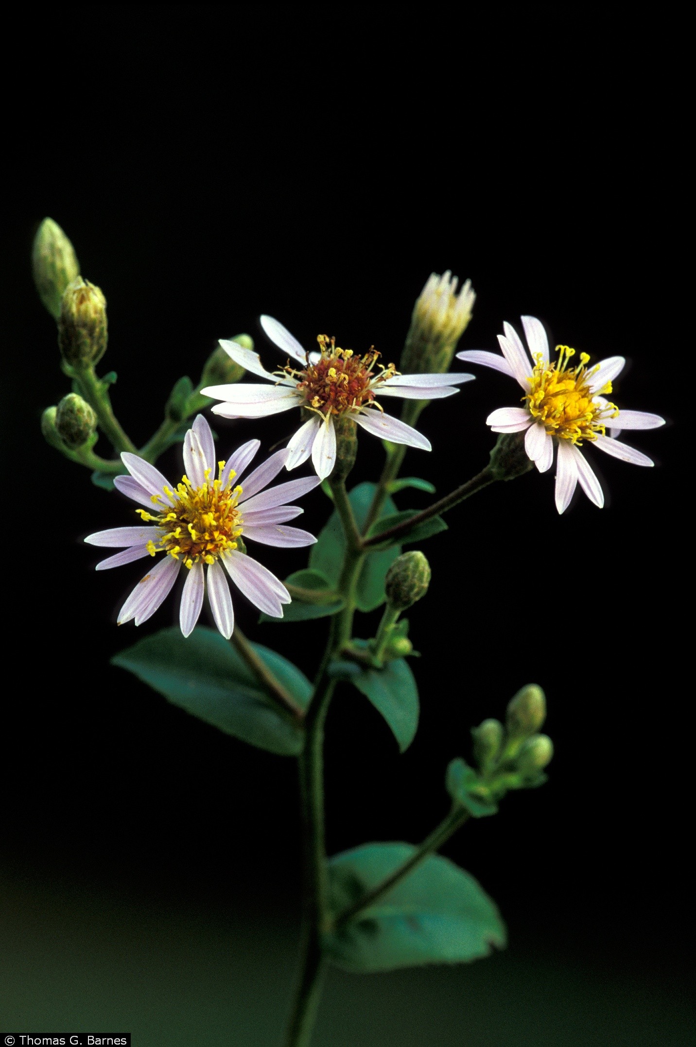 USDA Plants Database