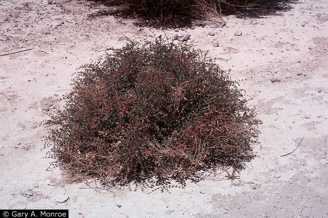 USDA Plants Database