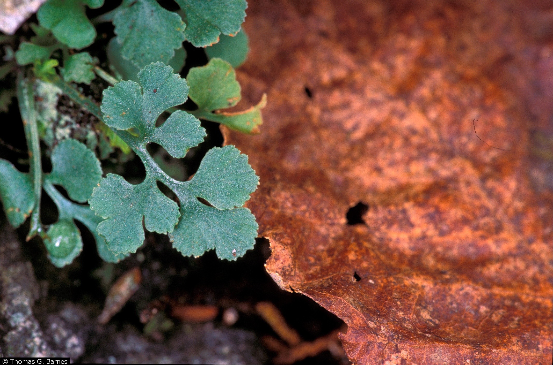 USDA Plants Database