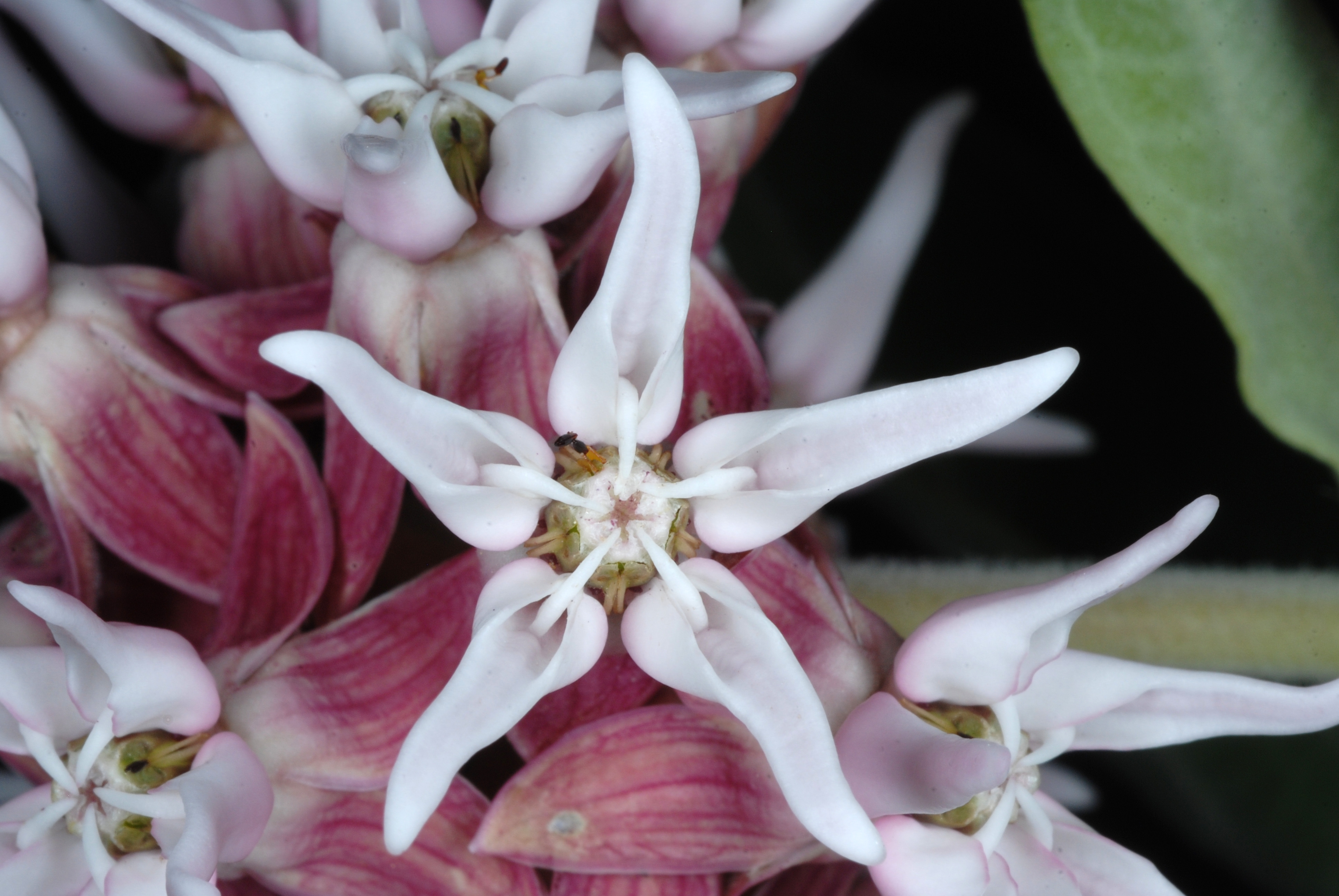 USDA Plants Database