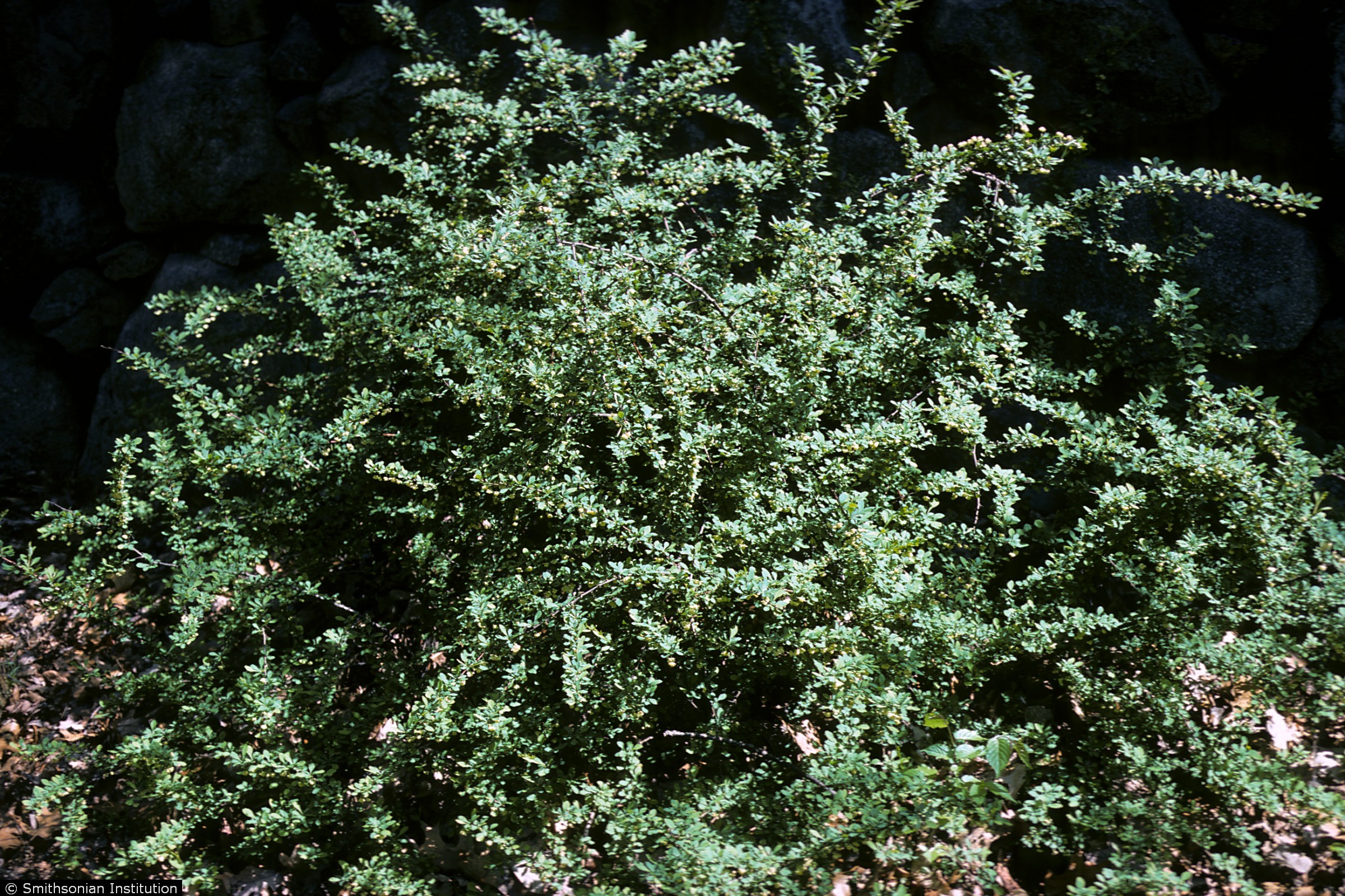 USDA Plants Database