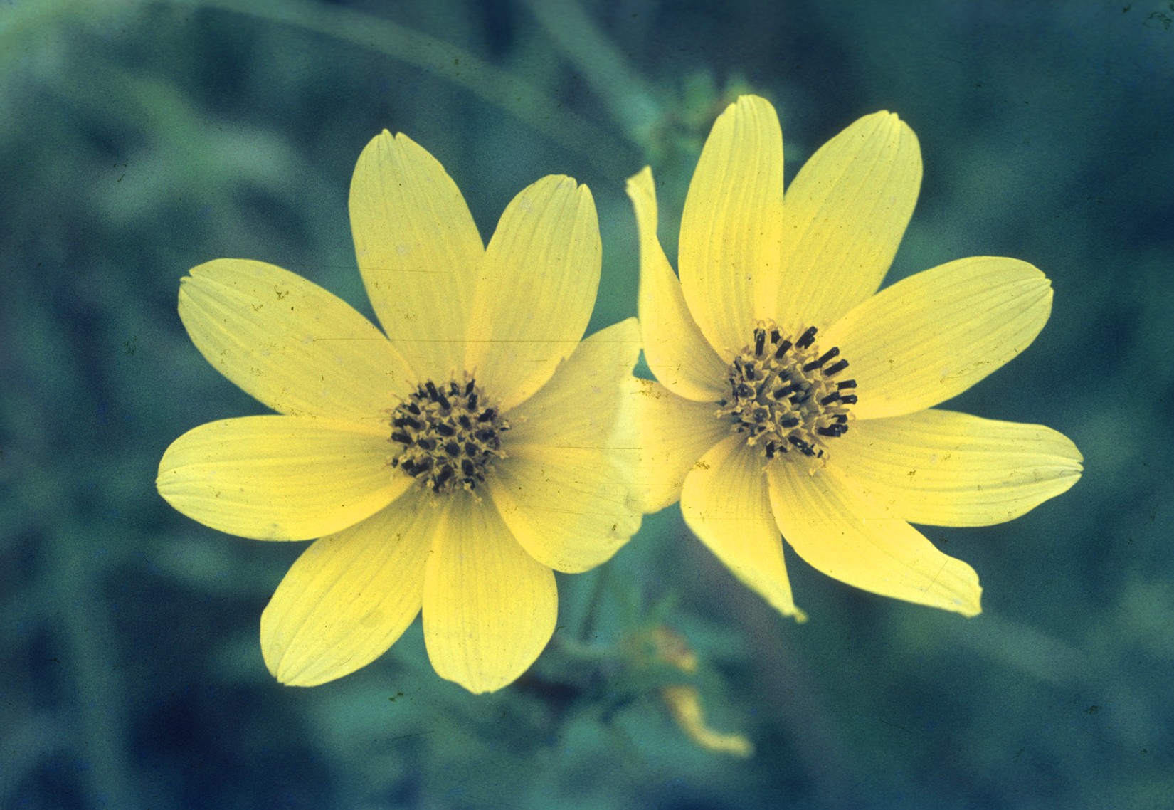 USDA Plants Database