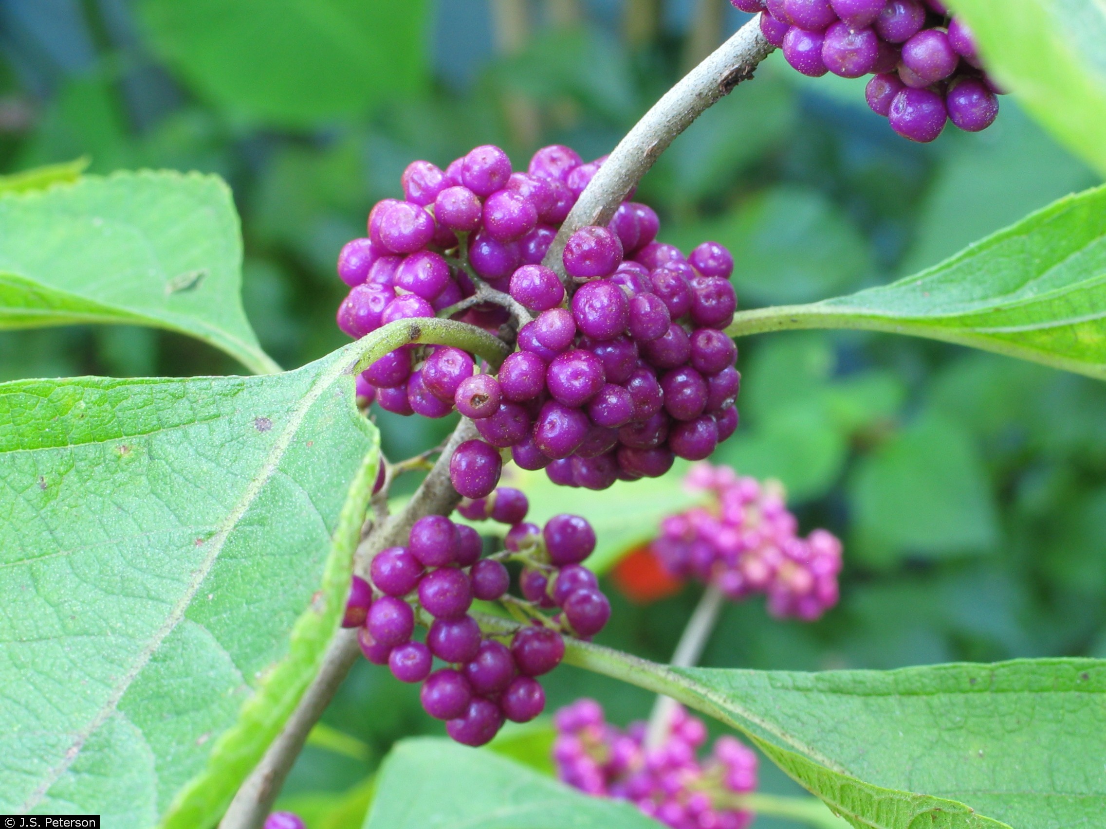 USDA Plants Database